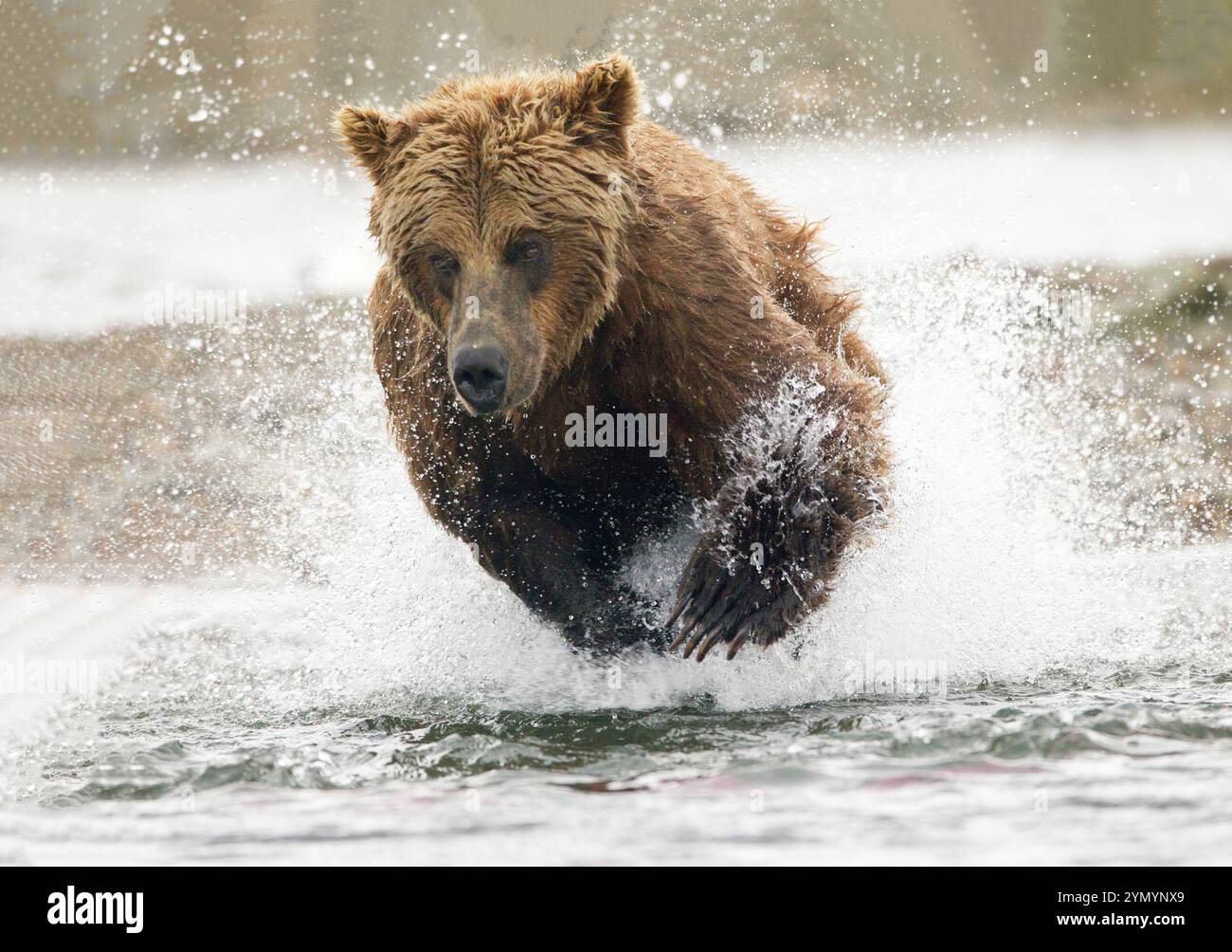 Alaska Brown Bear Charging into River Stock Photo - Alamy