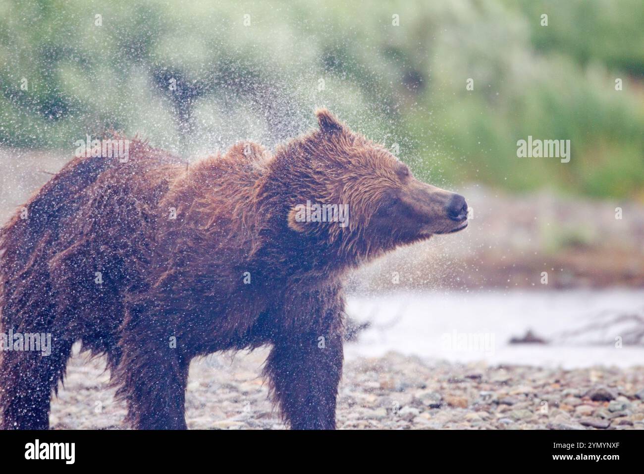 Alaska Brown Bear Shaking off Water Stock Photo - Alamy