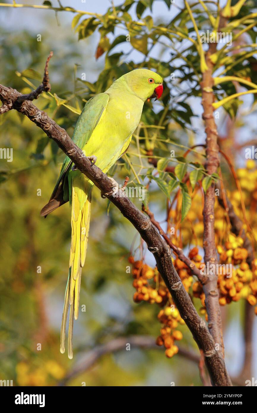 Oman air food hi-res stock photography and images - Alamy