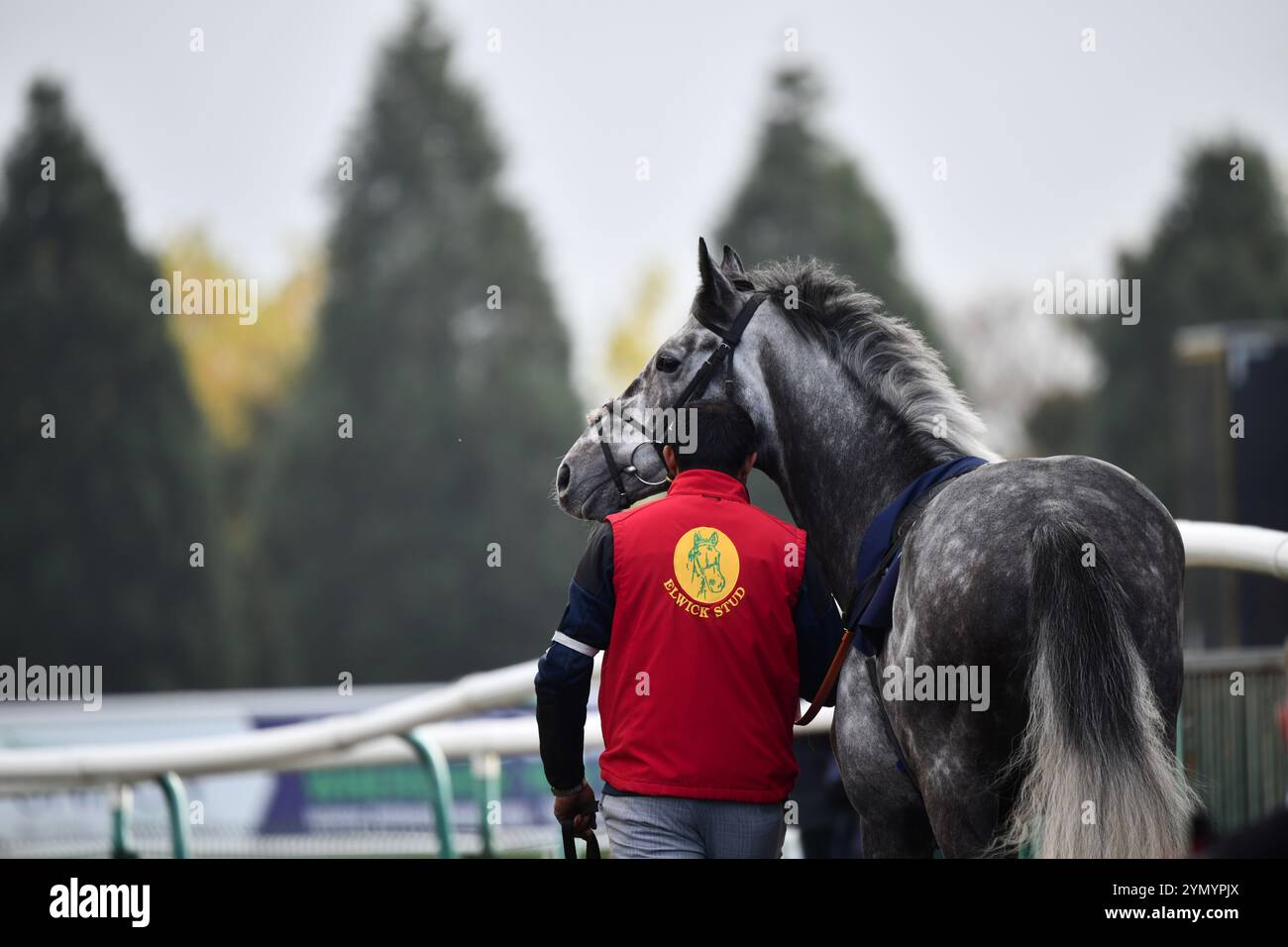 Racehorse Iron Lion and Elwick Stud Stock Photo - Alamy