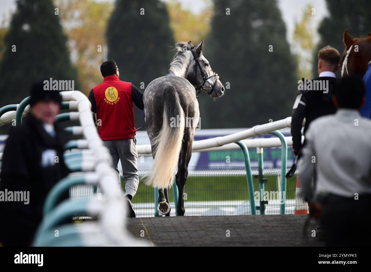 Racehorse Iron Lion and Elwick Stud Stock Photo - Alamy