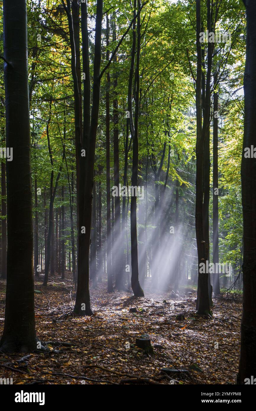 Forest idyll with sunlight Stock Photo - Alamy
