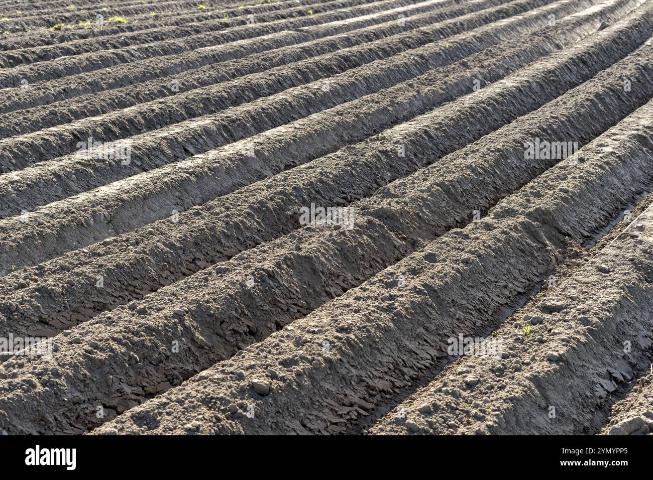 Prepared soil for potatoes in spring Stock Photo - Alamy