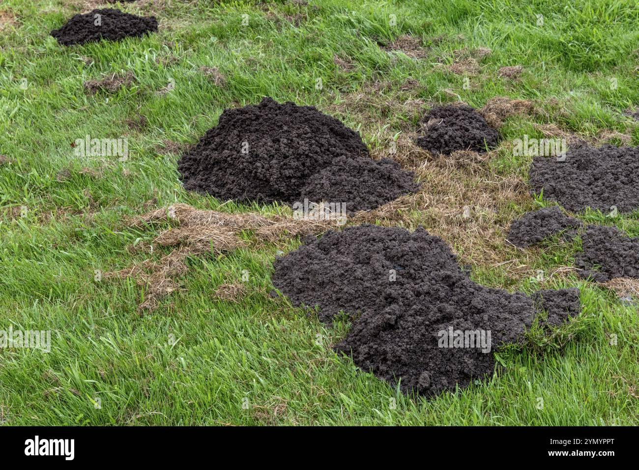 Molehills field hi-res stock photography and images - Alamy