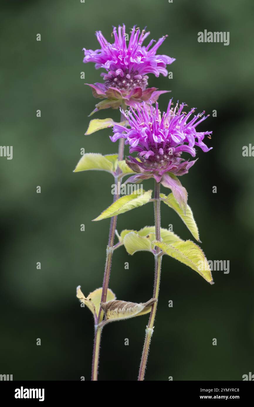 Monarda bee balm horsemint hi-res stock photography and images - Alamy
