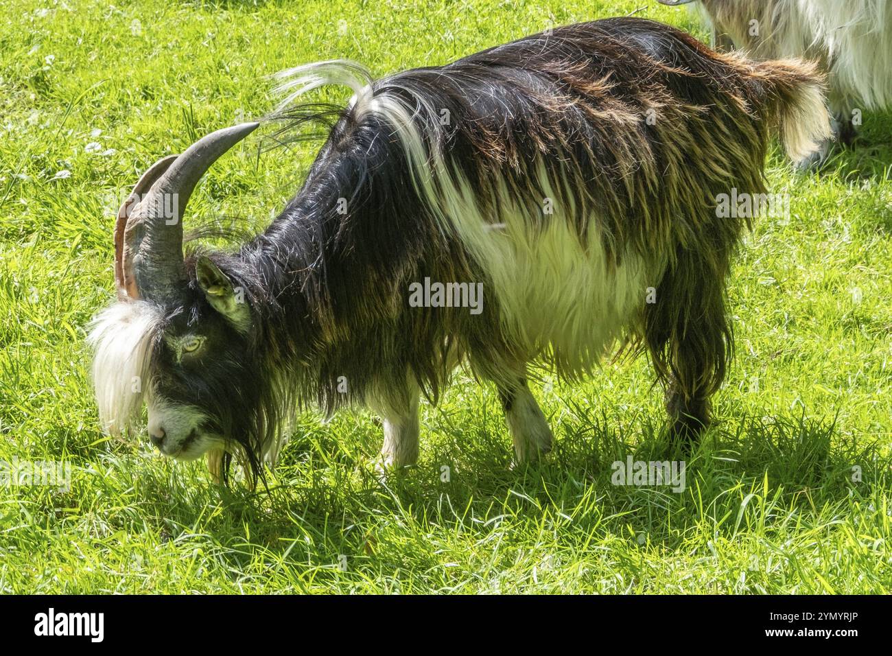 Dutch country goat on meadow Stock Photo - Alamy