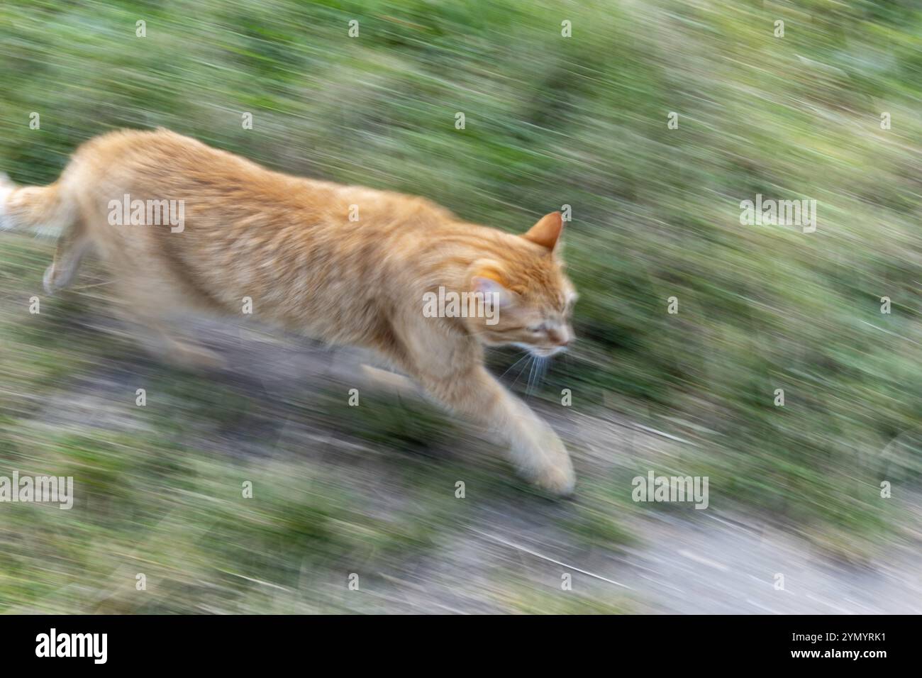 Fast cat to hi-res stock photography and images - Alamy