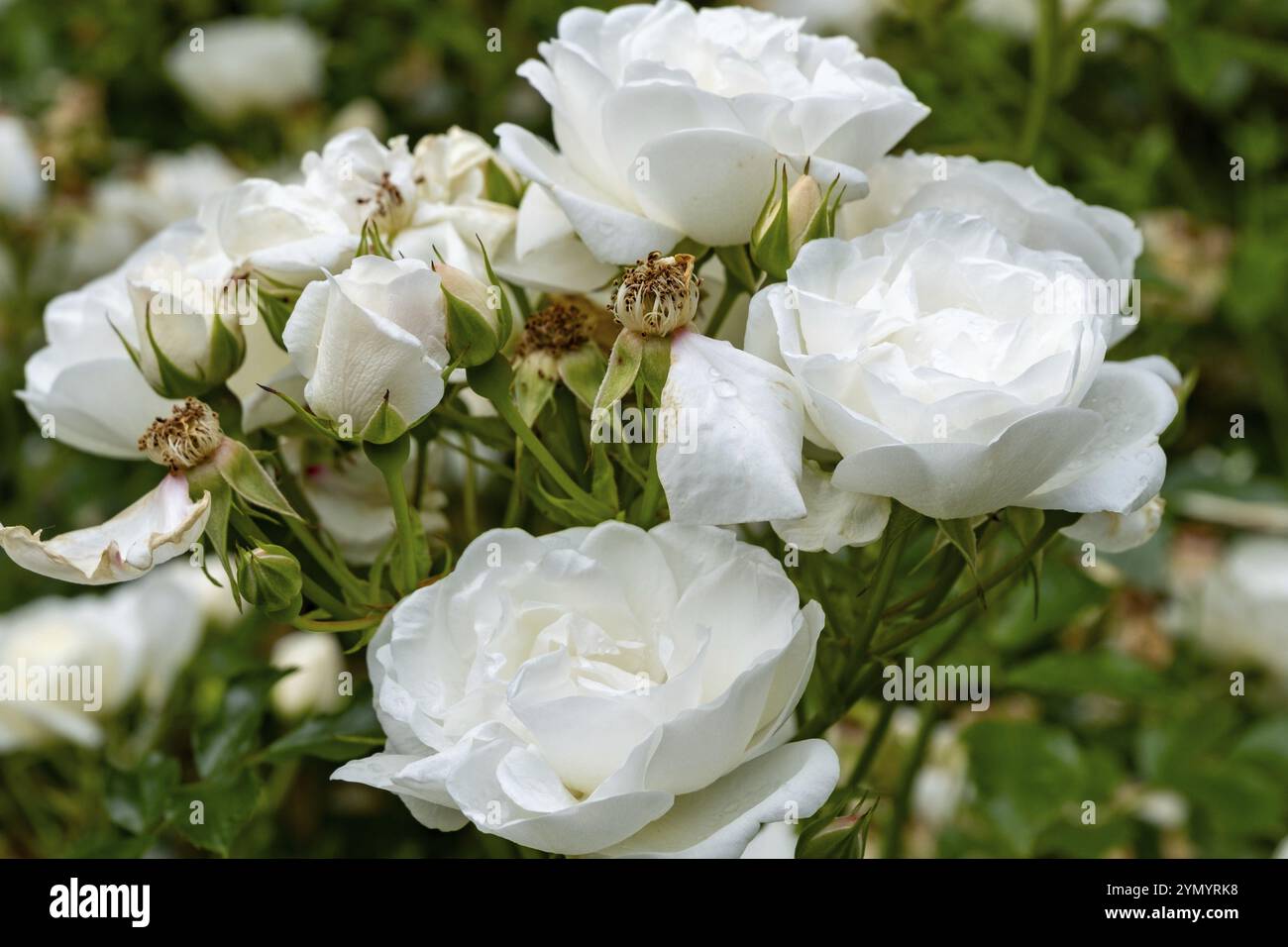 Details white rose petals in the sun Stock Photo - Alamy