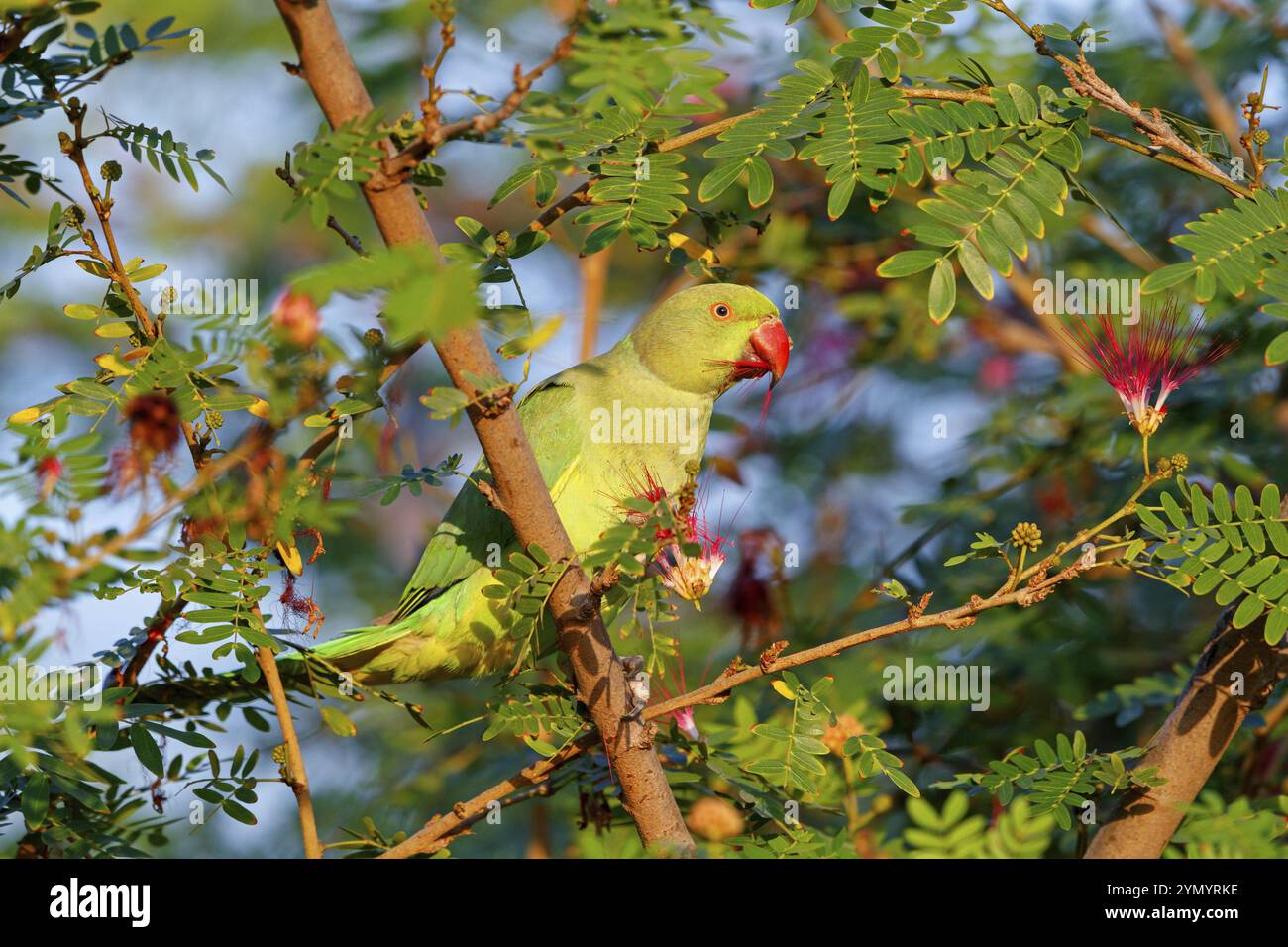 Al qurm park hi-res stock photography and images - Alamy
