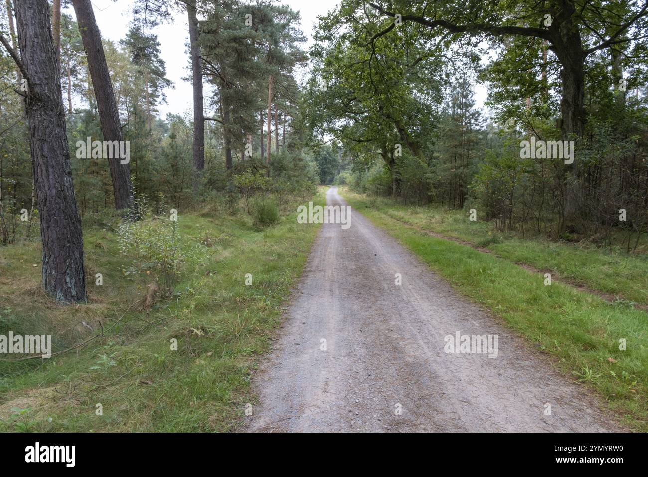 Pine ways hi-res stock photography and images - Alamy