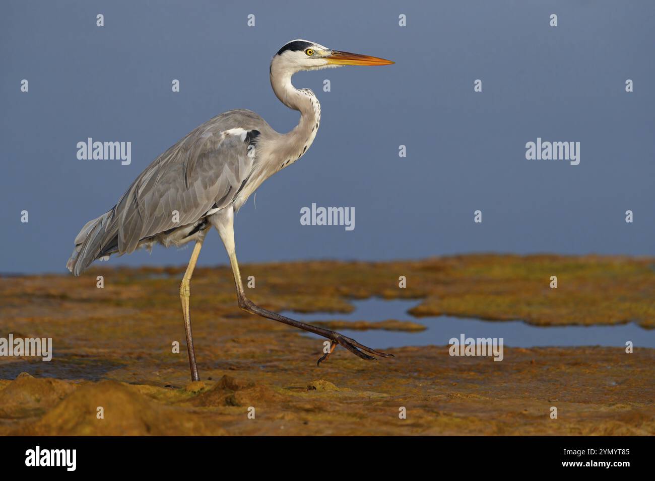 Great Egret, Heron, foraging, (Ardea cinerea) Muscat, Al Qurm Park ...