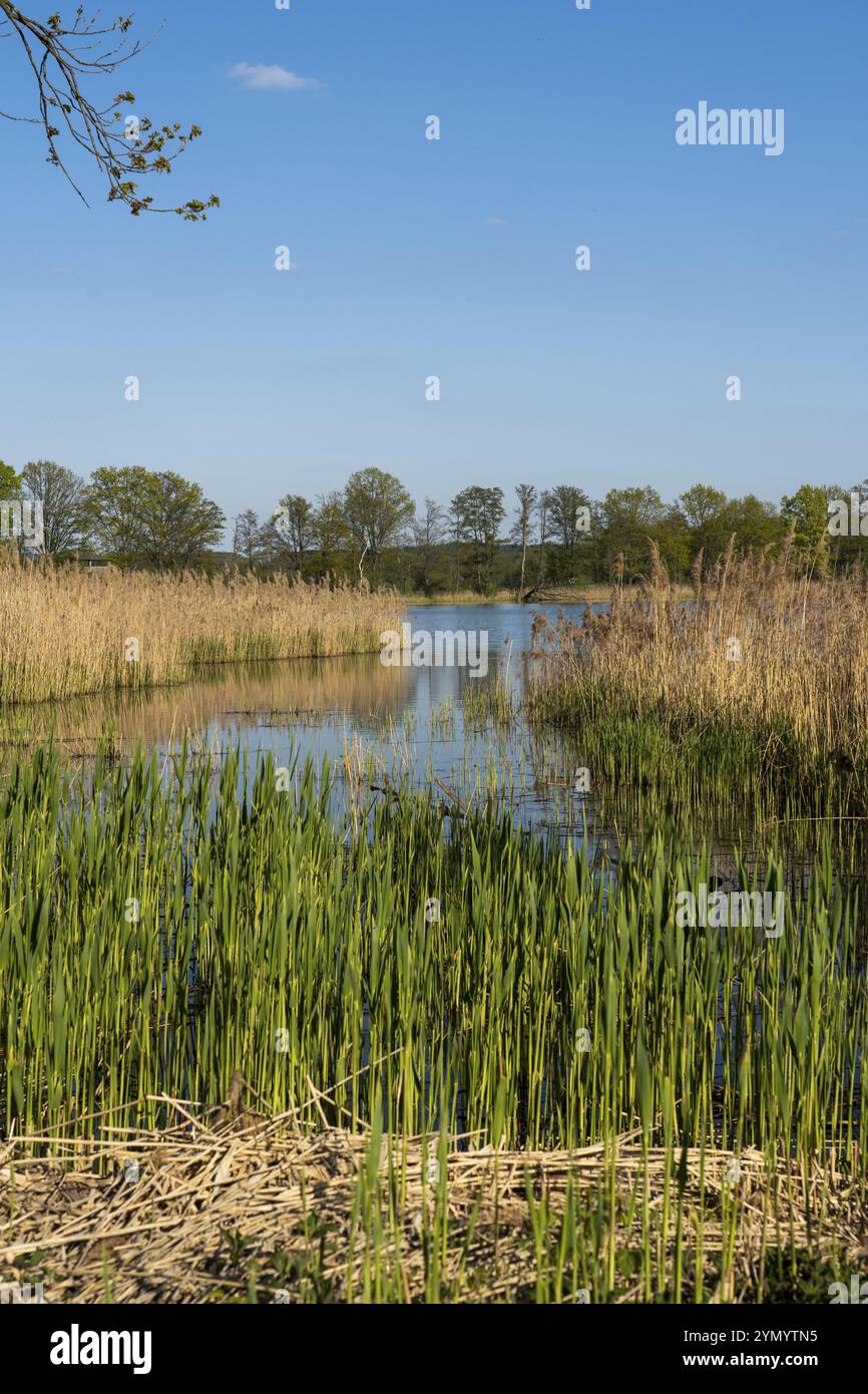 Upper Lusatian Heath and Pond Landscape Biosphere Reserve, Guttau pond ...