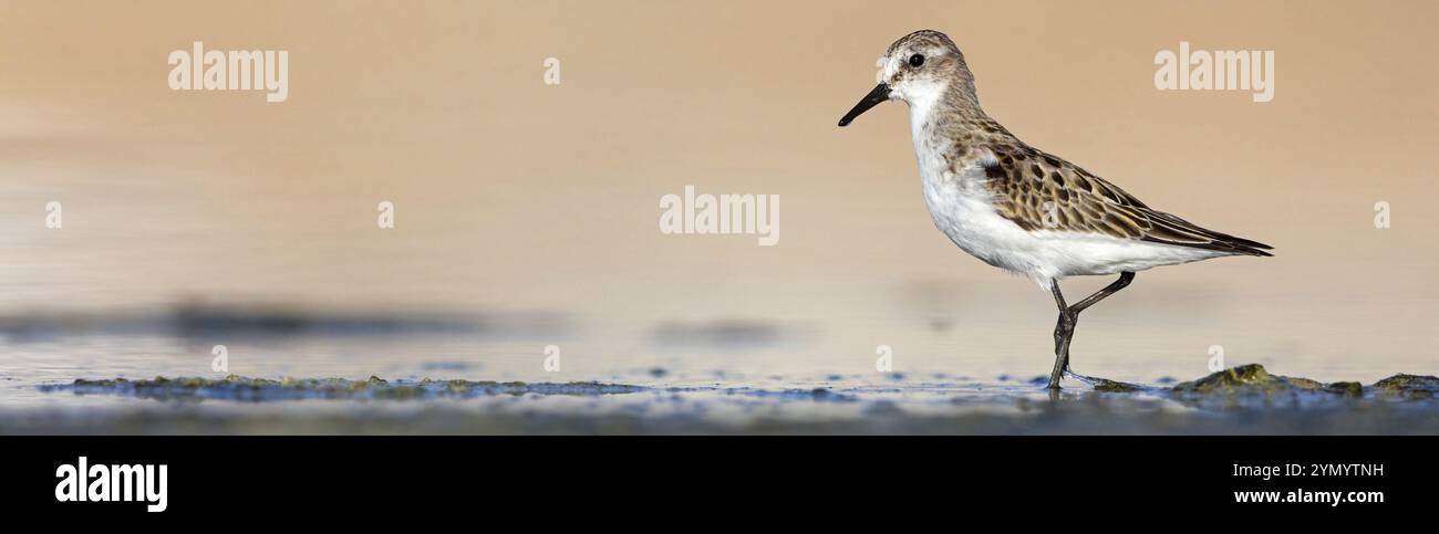 Little sandpiper (Calidris minuta), foraging in the Salalah biotope ...