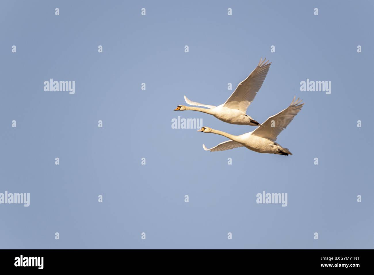 Swans mid flight hi-res stock photography and images - Alamy