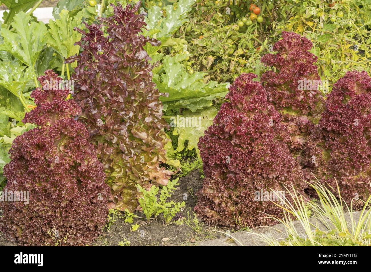 Vegetable patch with red lettuce Stock Photo - Alamy