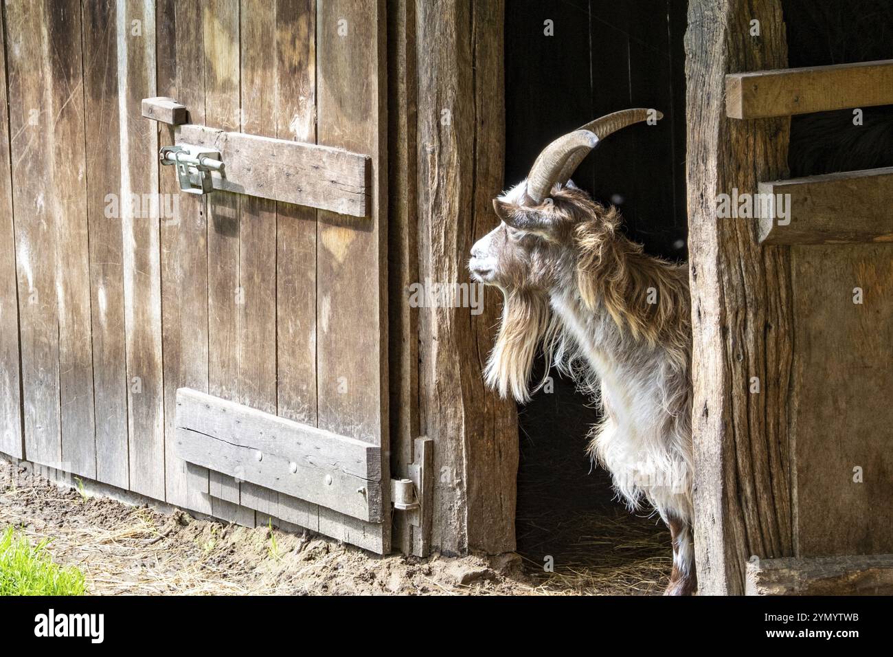 Dutch country goat looks out of the stable Stock Photo - Alamy