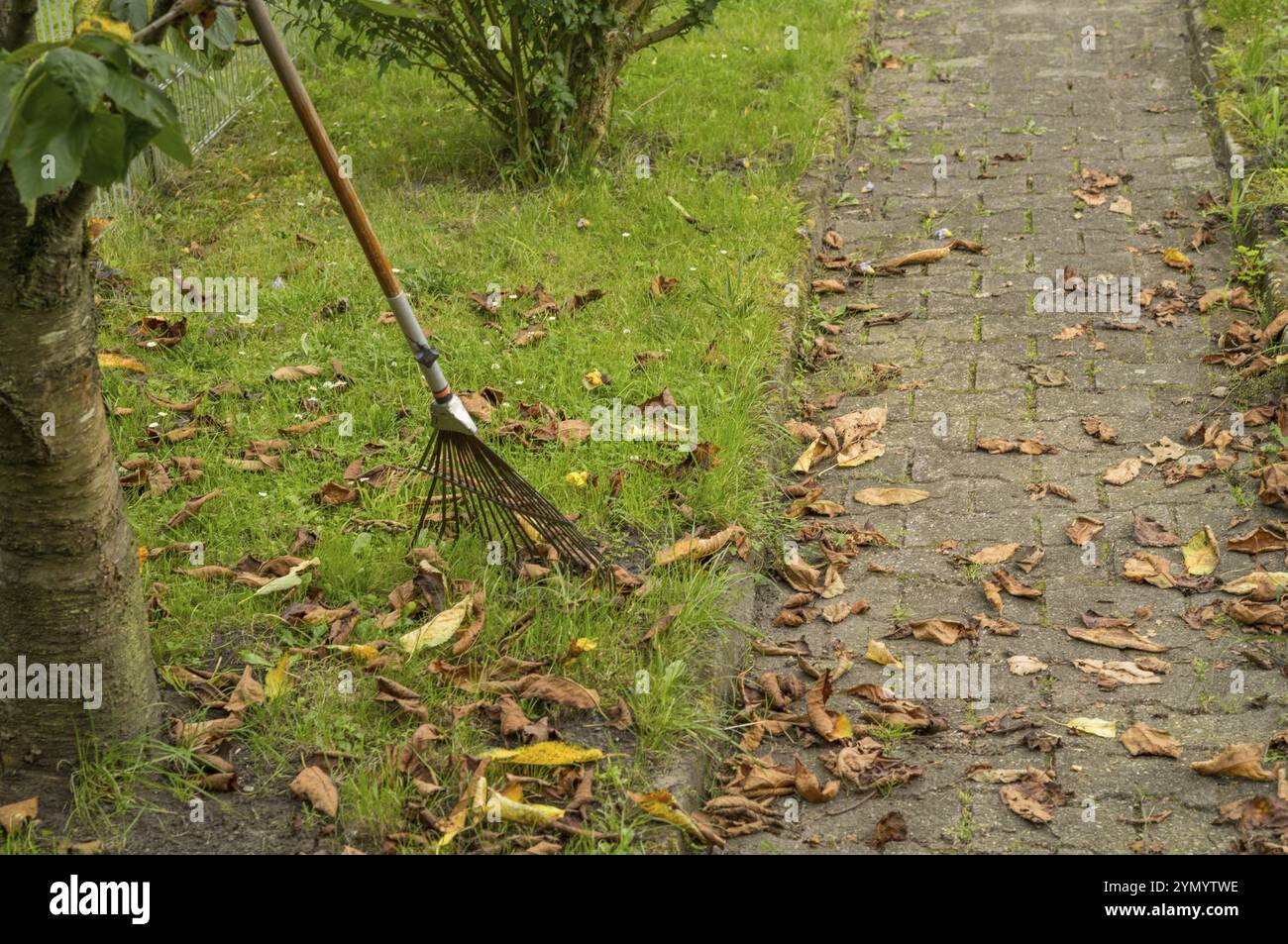 Autumn foliage and rake in meadow hi-res stock photography and images ...