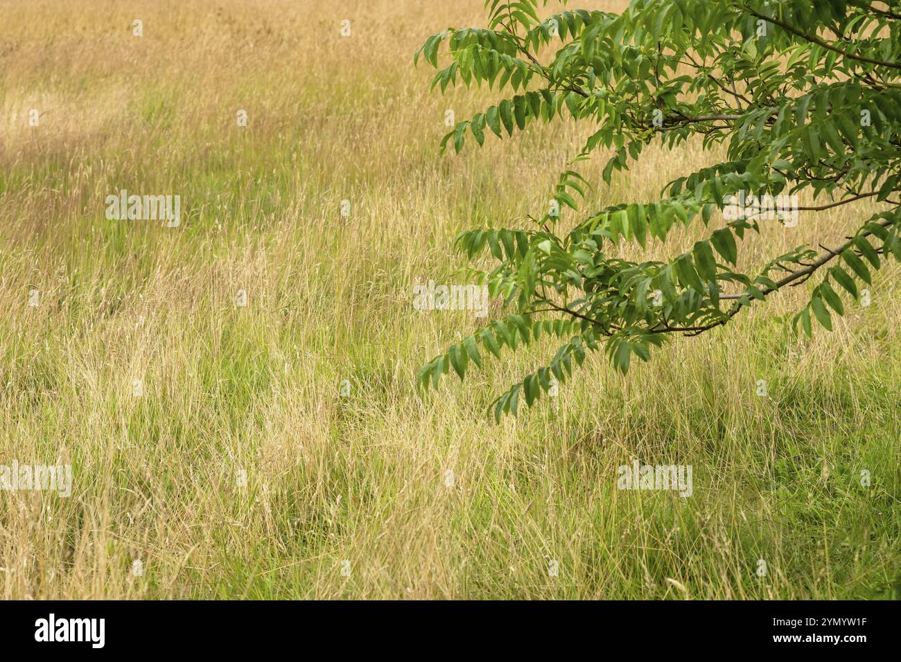 Golden meadow with brench in the sun Stock Photo - Alamy