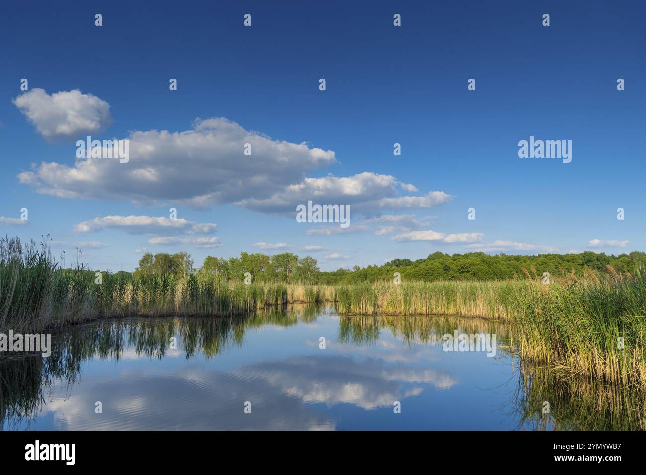 Reflections in the pond landscape of Upper Lusatia / Klitten Castle ...