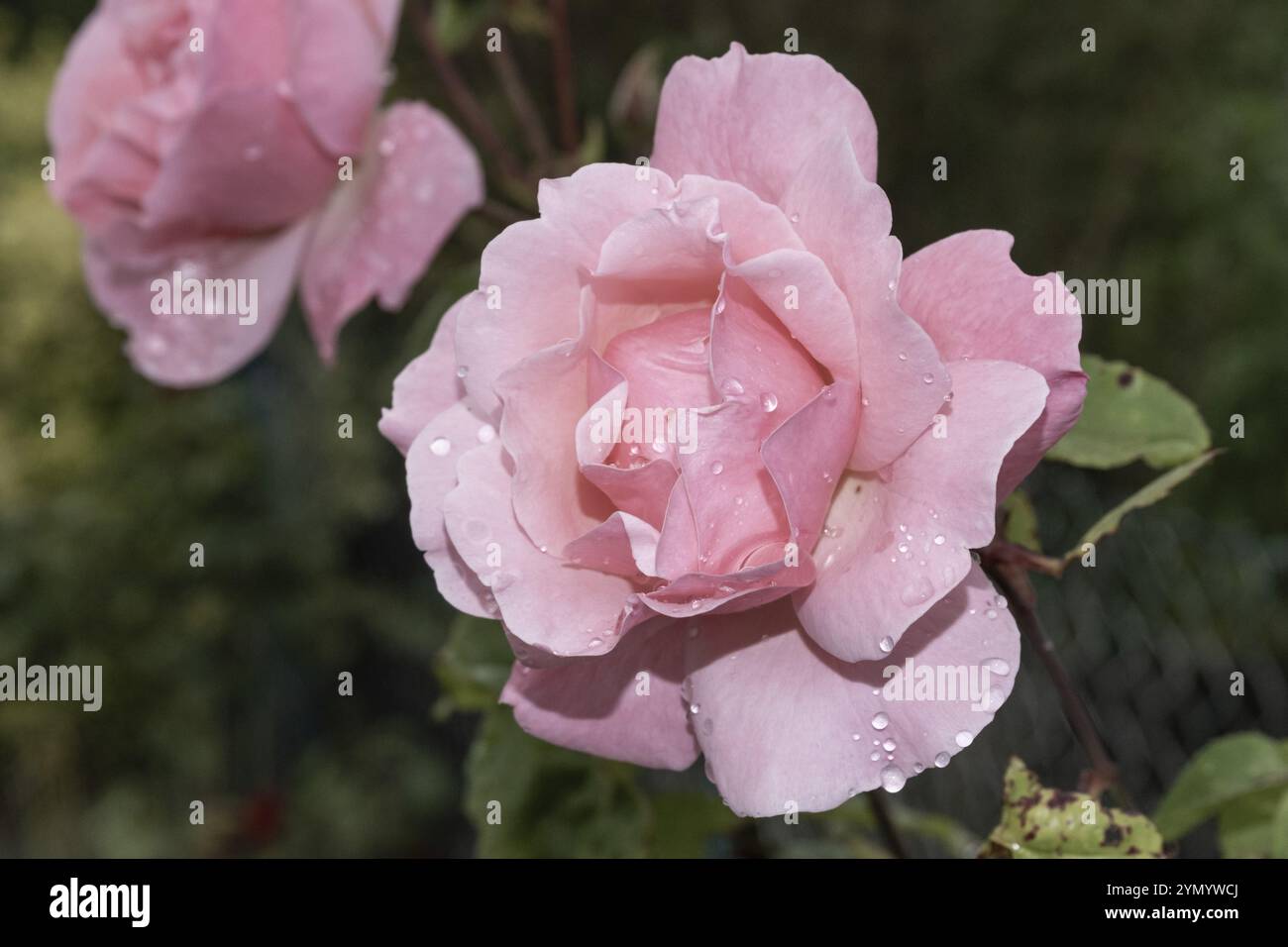 Rose plant wet hi-res stock photography and images - Alamy
