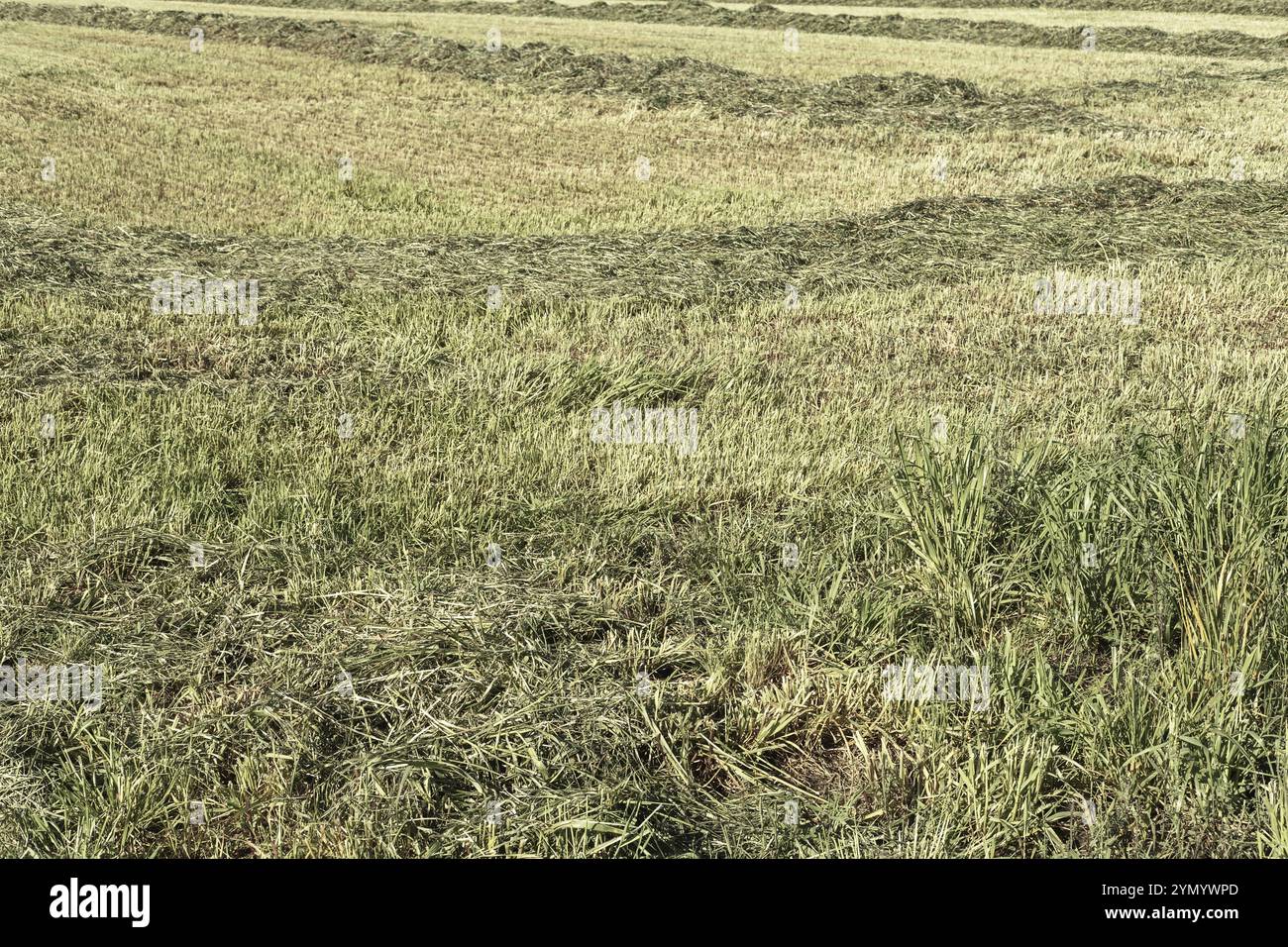Freshly mowed grass hi-res stock photography and images - Alamy