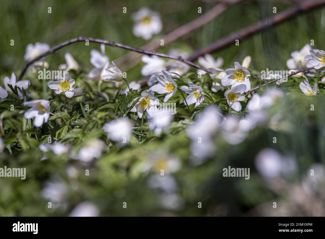 Spring is back, wood anemones Stock Photo - Alamy