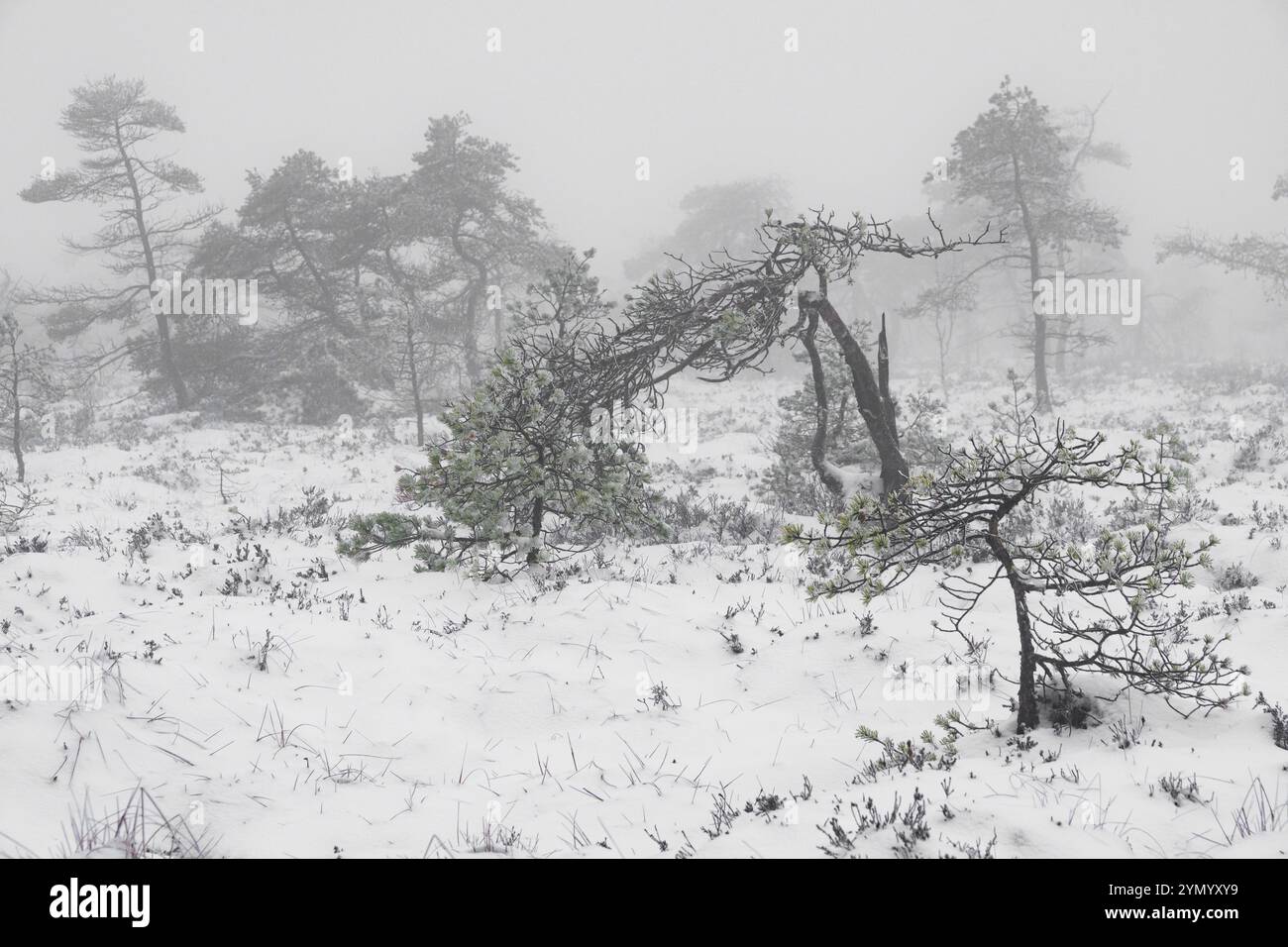 Winter landscape Rhoen- The Black Moor in winter 1 Stock Photo - Alamy