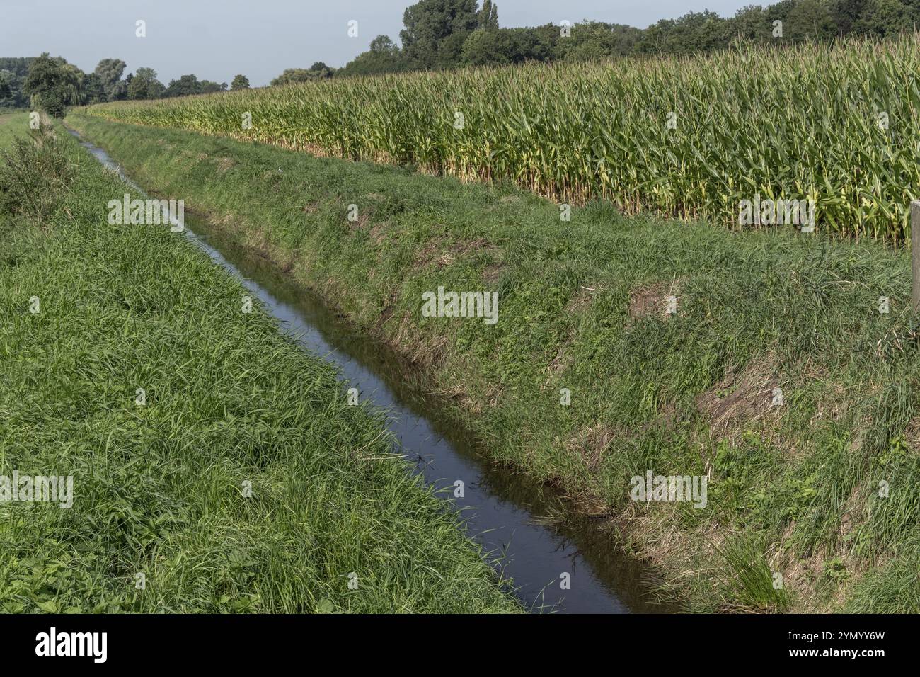 Moat with large corn field Stock Photo - Alamy