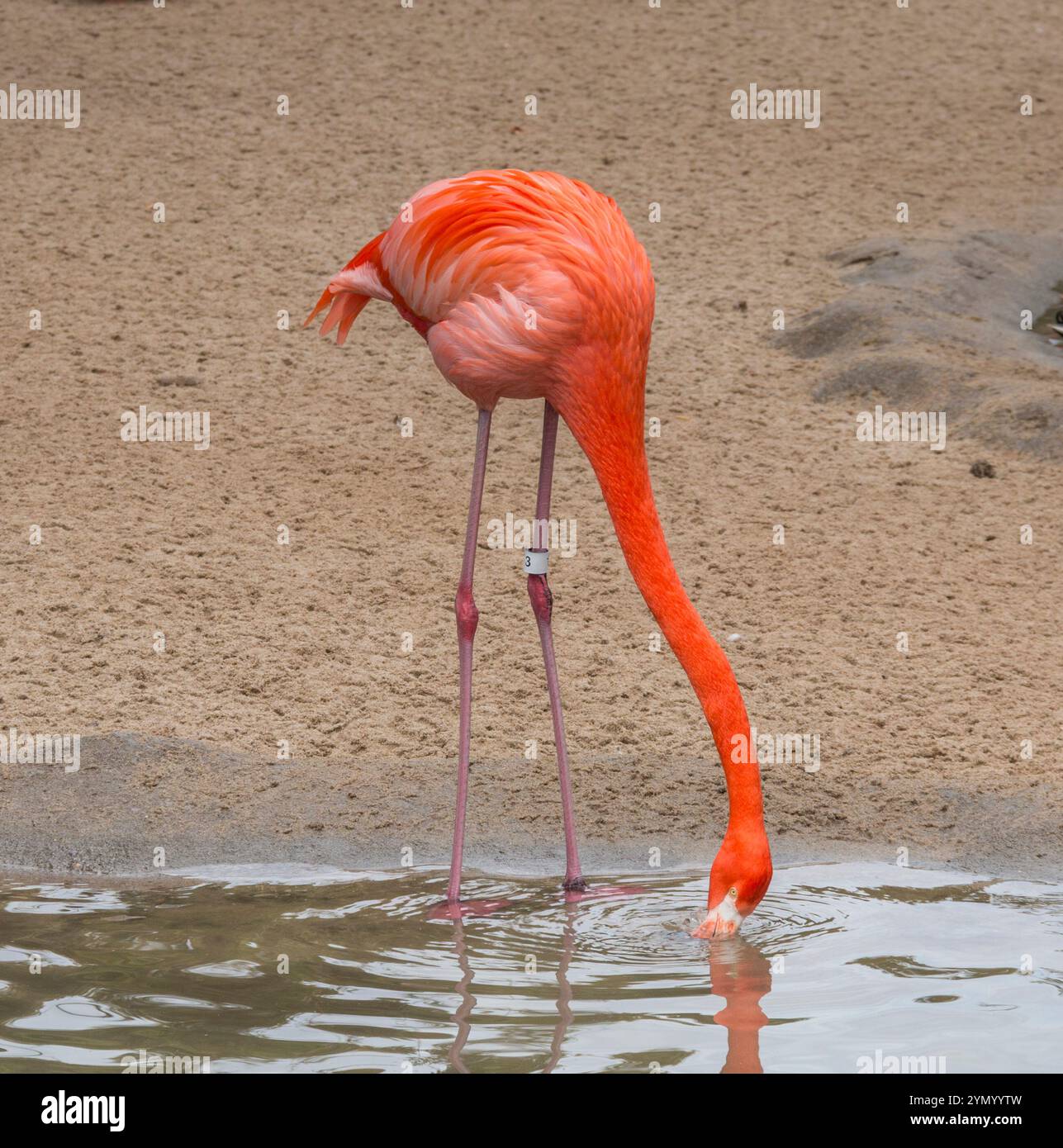 California san diego round hi-res stock photography and images - Alamy