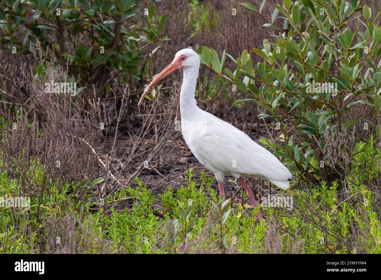 American White Ibis, Eudocimus albus, hunting (digging) for food in mud ...
