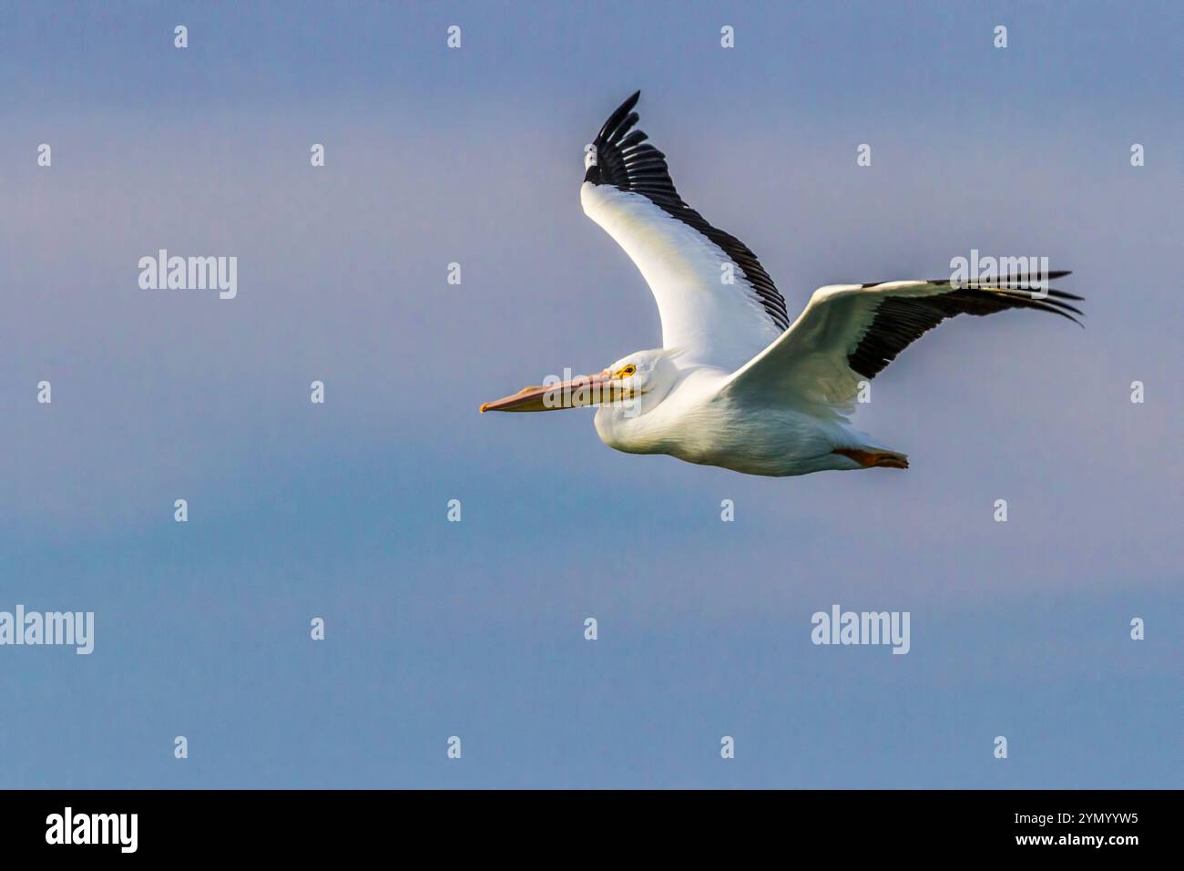 American White Pelican in flight at Port Aransas Bay Stock Photo - Alamy
