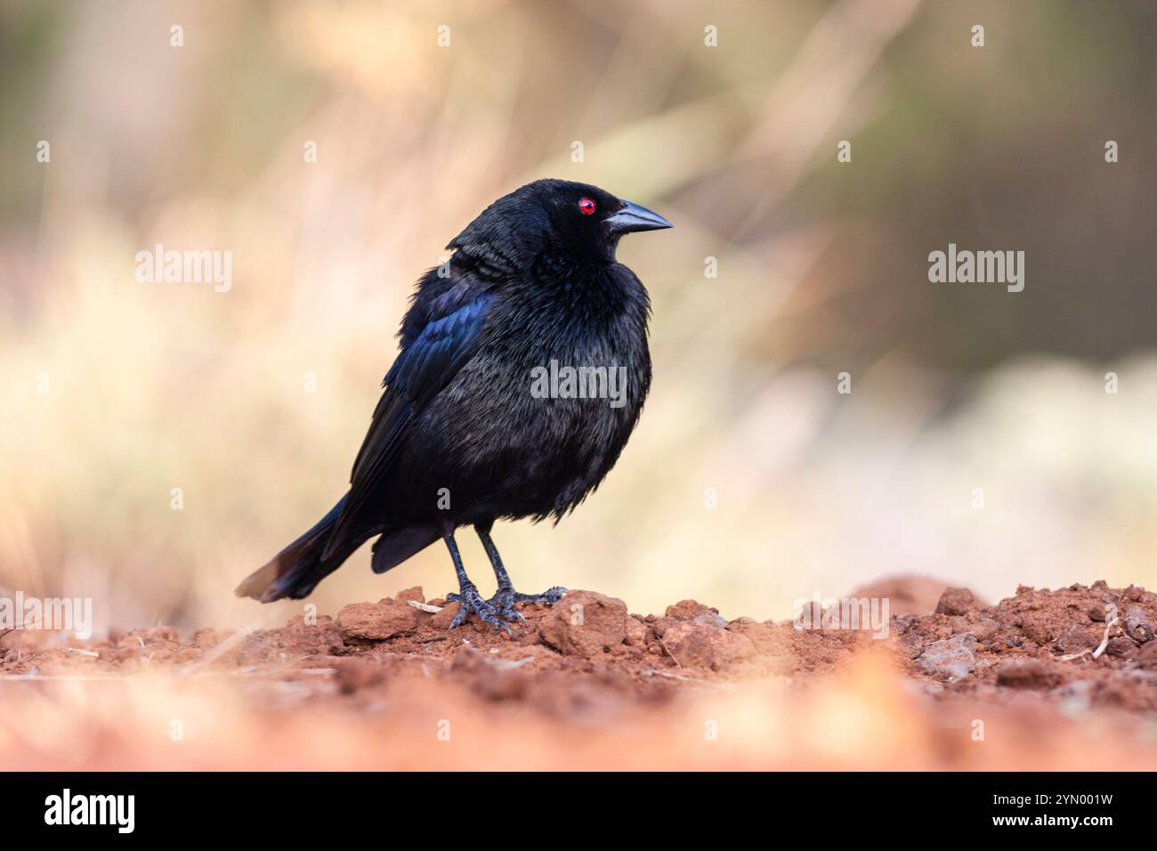 Bronzed Cowbird, Molothrus aeneus, looking for water and relief from ...