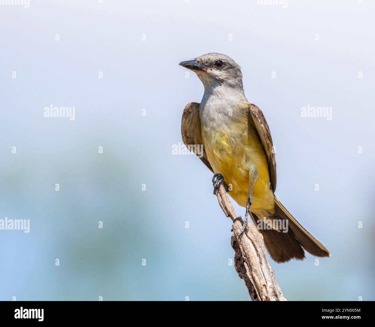 Couch's Kingbird, Tyrannus couchii, a tyrant flycatcher of the kingbird ...
