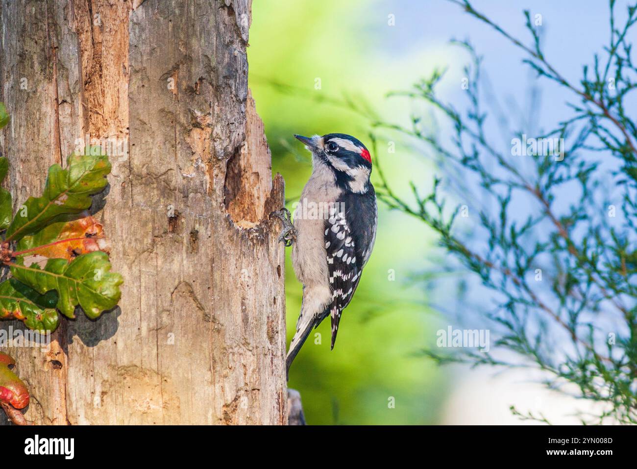 Downy Woodpecker, Picoides pubescens, in North Carolina in November ...