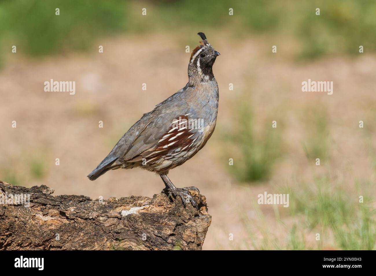 Shy diurnal birds hi-res stock photography and images - Alamy