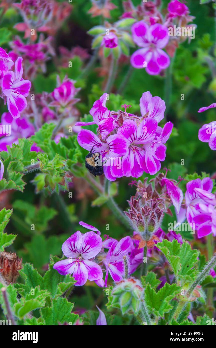 Bumble Bee on Geranium flowers at Point Arena Lighthouse Keeper's ...