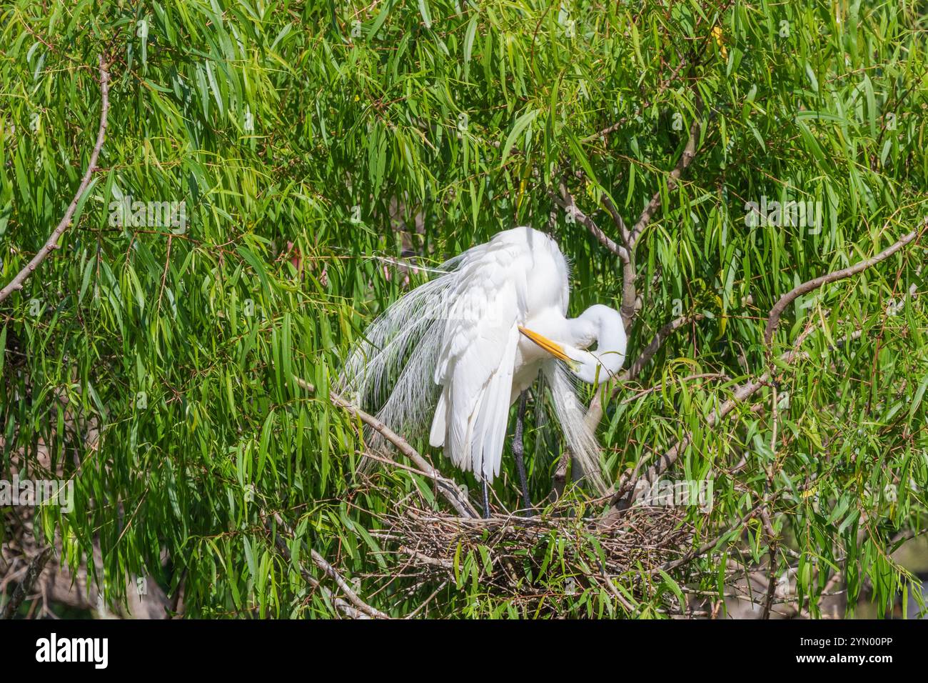 Great Egret at The Rookery at Smith Oaks in High Island, Texas, during ...