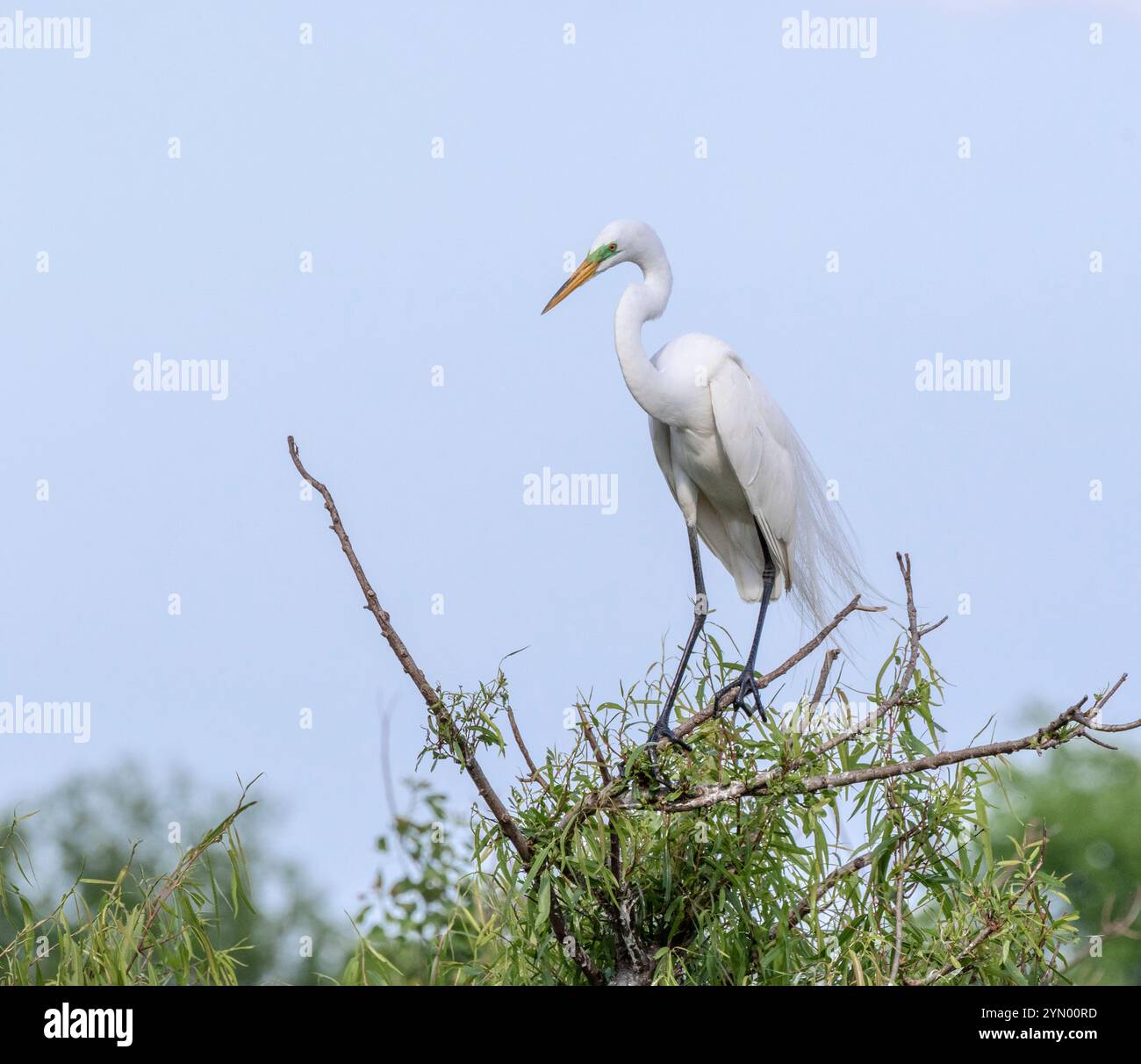 Great Egret at The Rookery at Smith Oaks in High Island, Texas, during ...