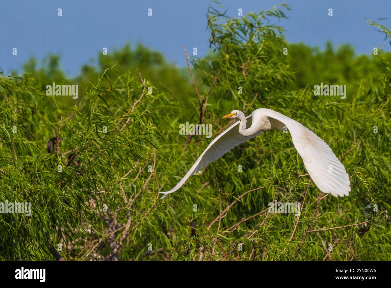 Great Egret in flight at The Rookery at Smith Oaks in High Island ...