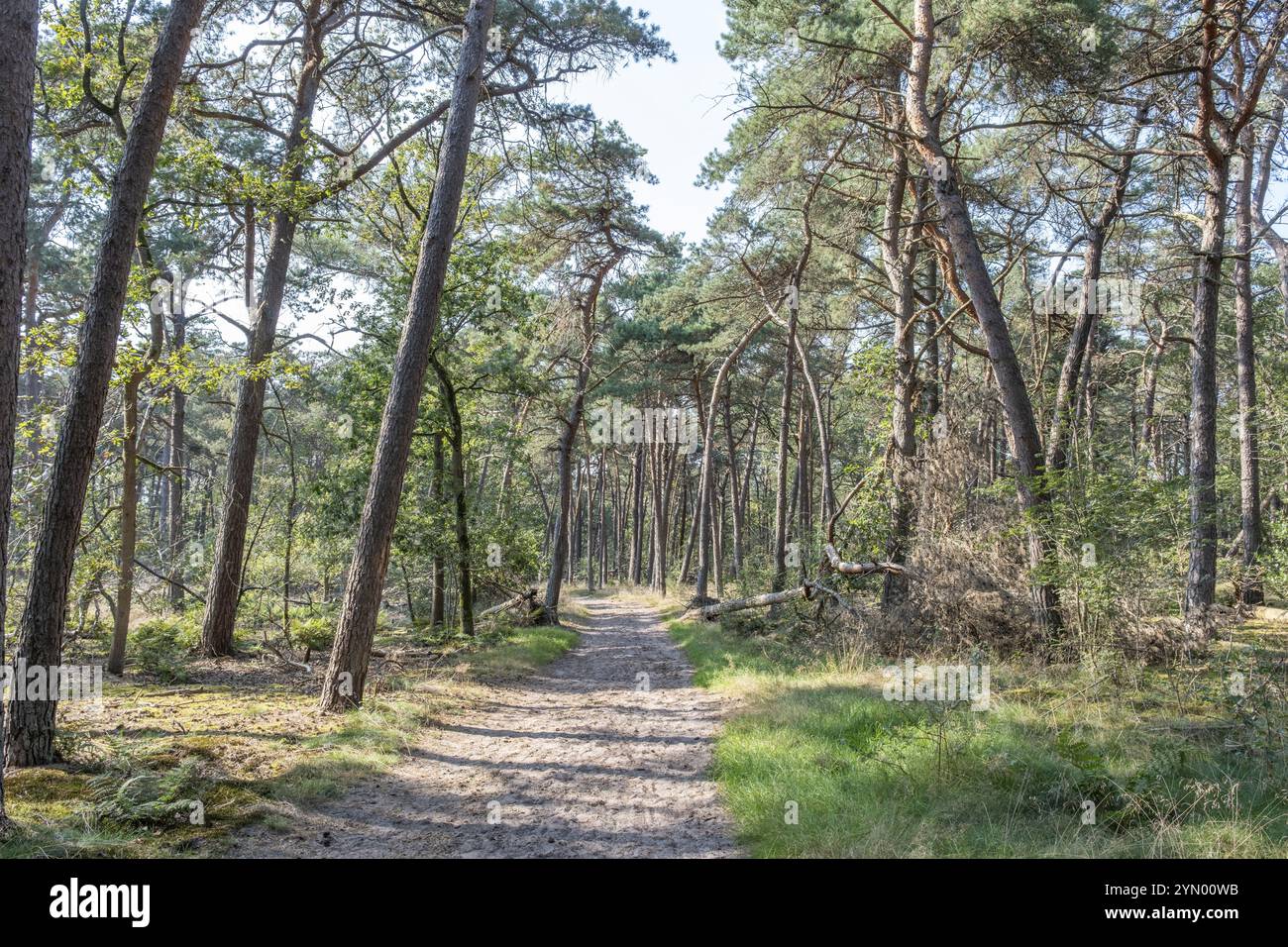 Wide shot nature landscape forest hi-res stock photography and images ...