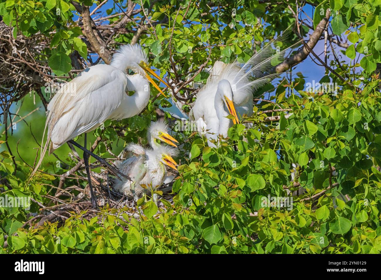 Great Egret with chicks at The Rookery at Smith Oaks in High Island ...