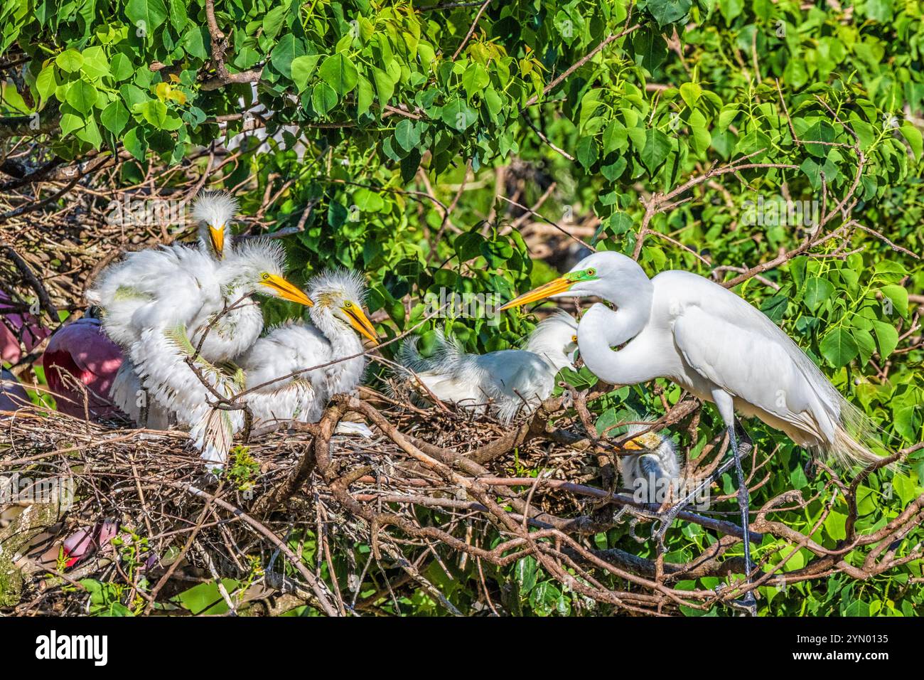 Great Egret with chicks at The Rookery at Smith Oaks in High Island ...