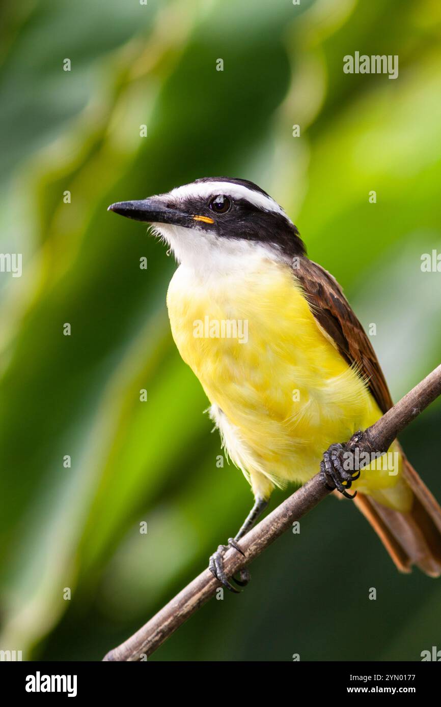 Great Kiskadee, Pitangus sulphuratus, a large tyrant flycatcher, in ...
