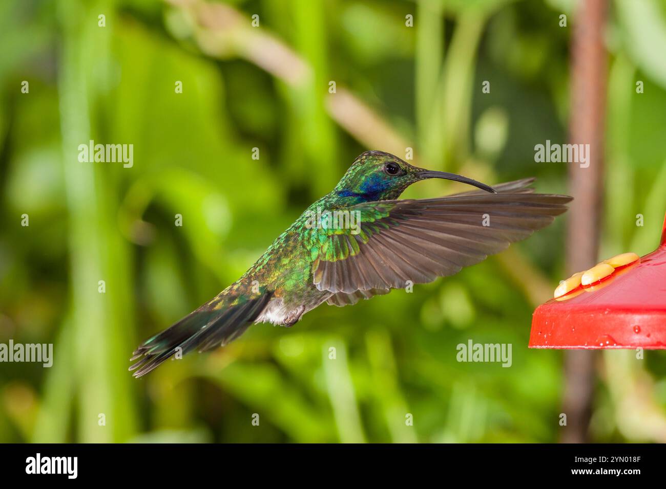 Green Violet-ear hummingbird, Colibri thalassinus, at the Savegre ...