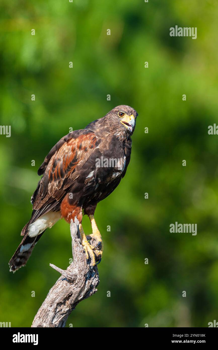 Harris's Hawk, Parabuteo unicinctus, in South Texas Stock Photo - Alamy