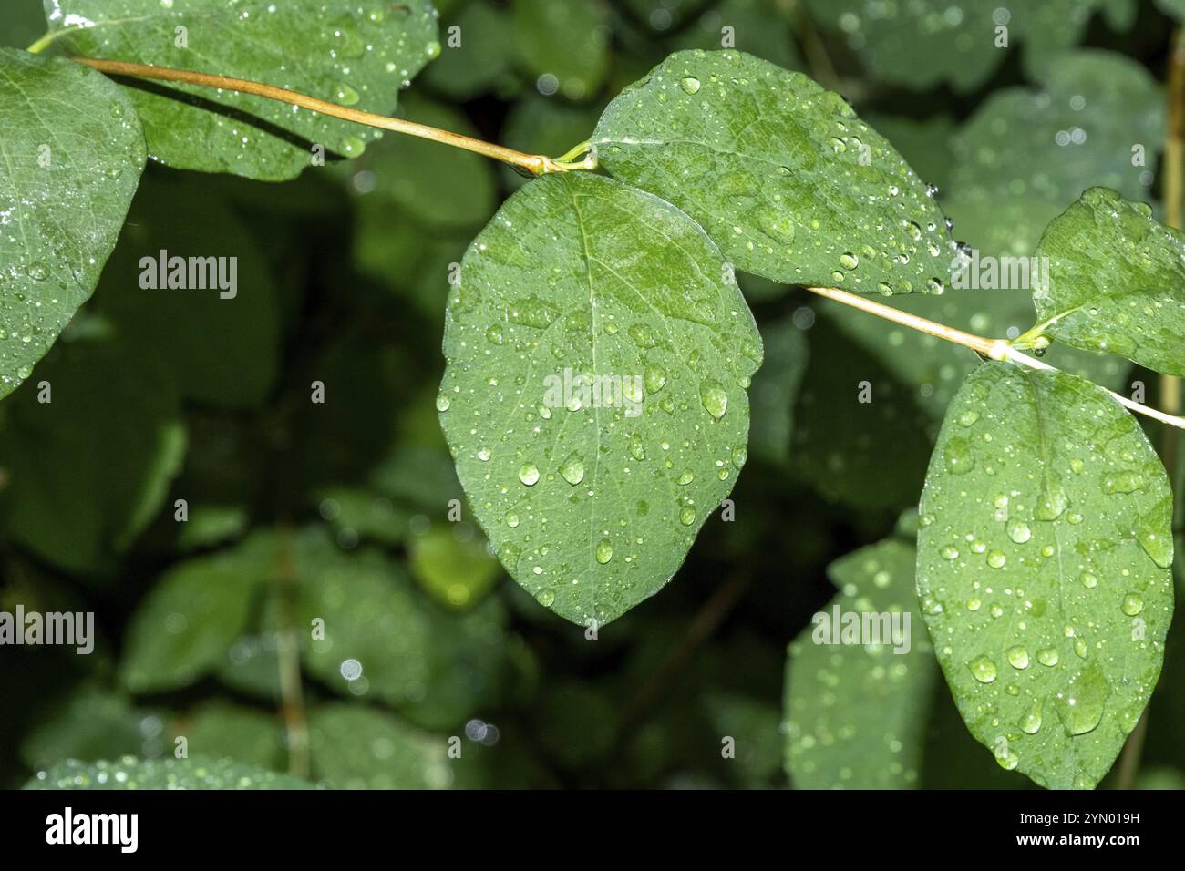 Wet tree leaf after the rain Stock Photo - Alamy