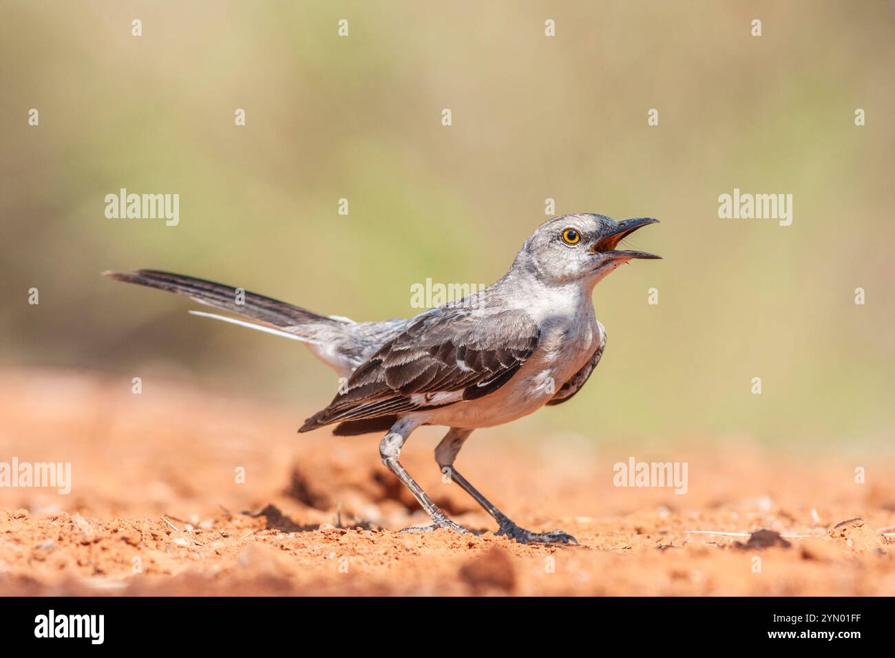 City of mockingbird valley hi-res stock photography and images - Alamy
