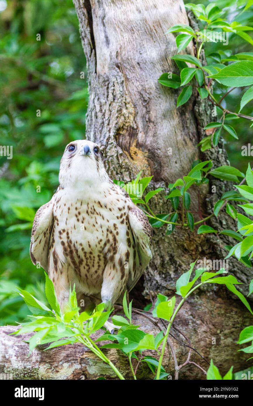 Krieger, a Saker Falcon, is a rescue bird trained by Sky Kings Falconry ...