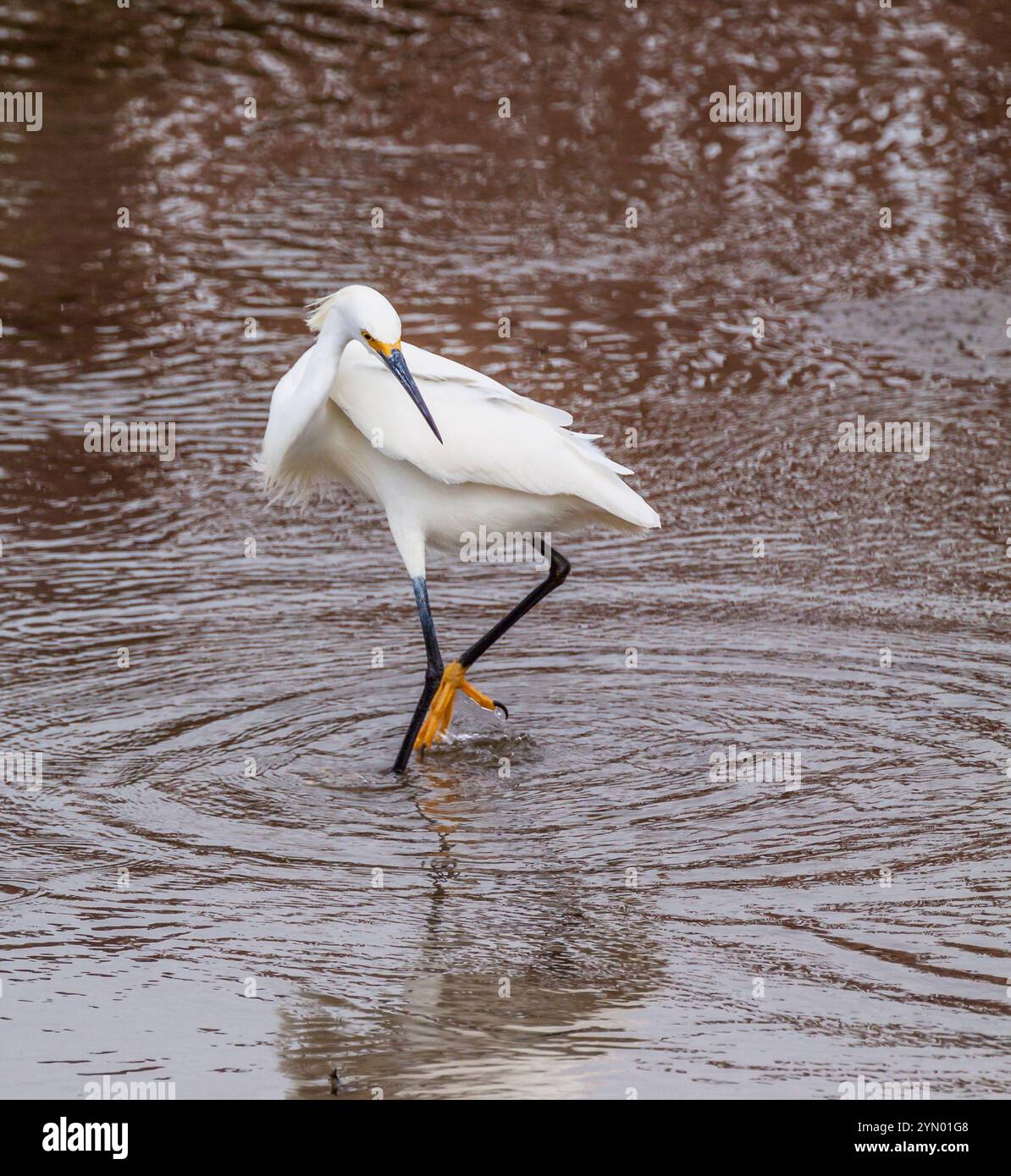Snowy Egret, Egretta thula, a small heron in breeding plumage, fishing ...