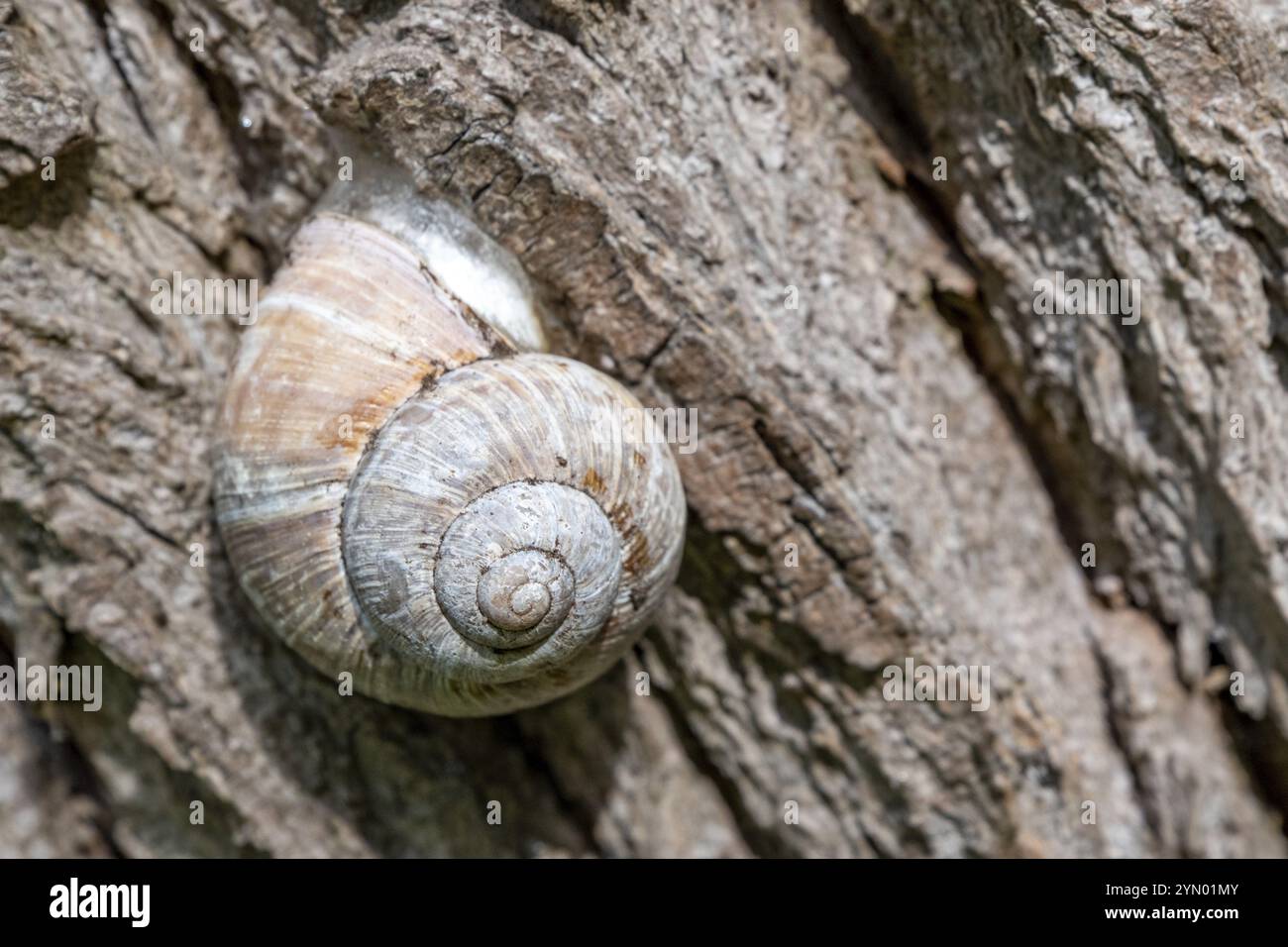 Snail shell on a tree bark Stock Photo - Alamy